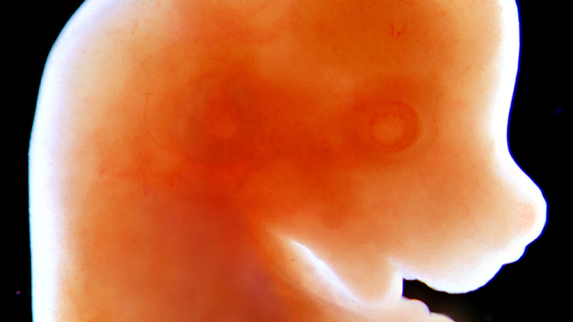 Enter the year of the rabbit (researcher) - 10x Genomics