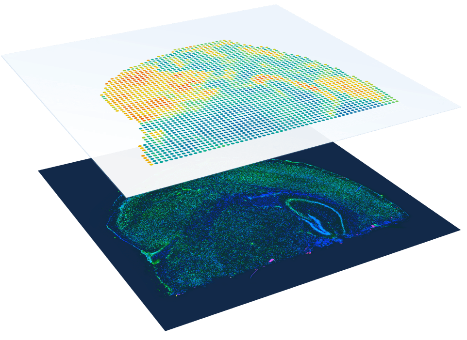 Answering Your Questions About Visium Spatial Gene Expression with ...