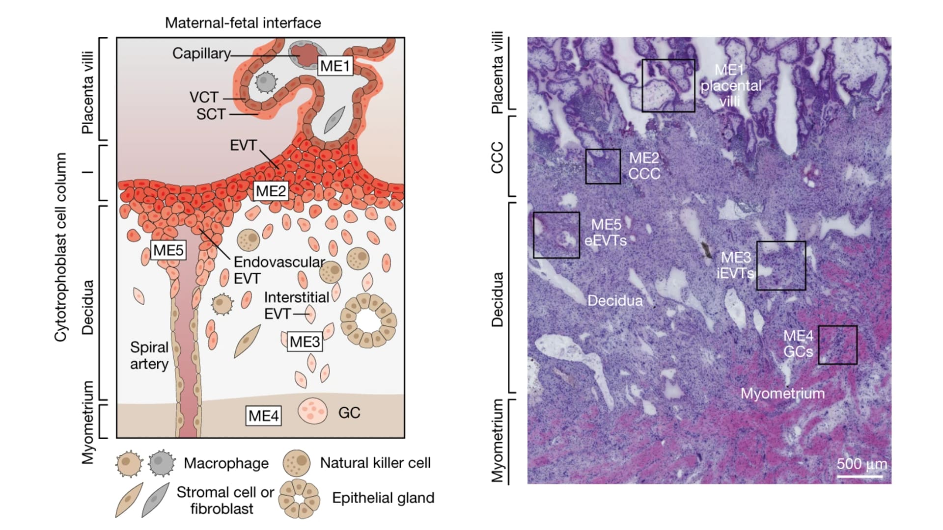 When single cell meets spatial, researchers map the crucial cellular ...