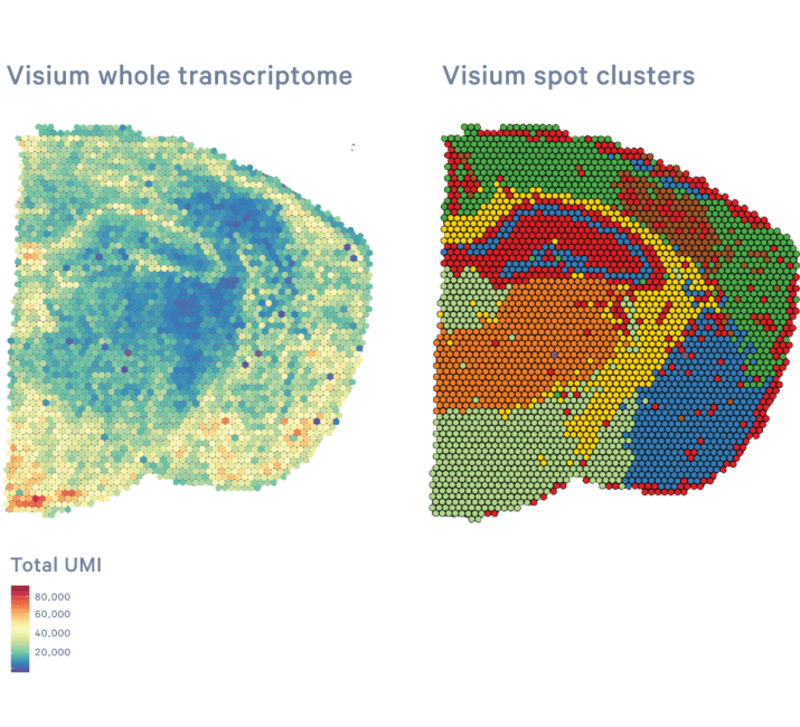 Visium Spatial Platform 10x Genomics