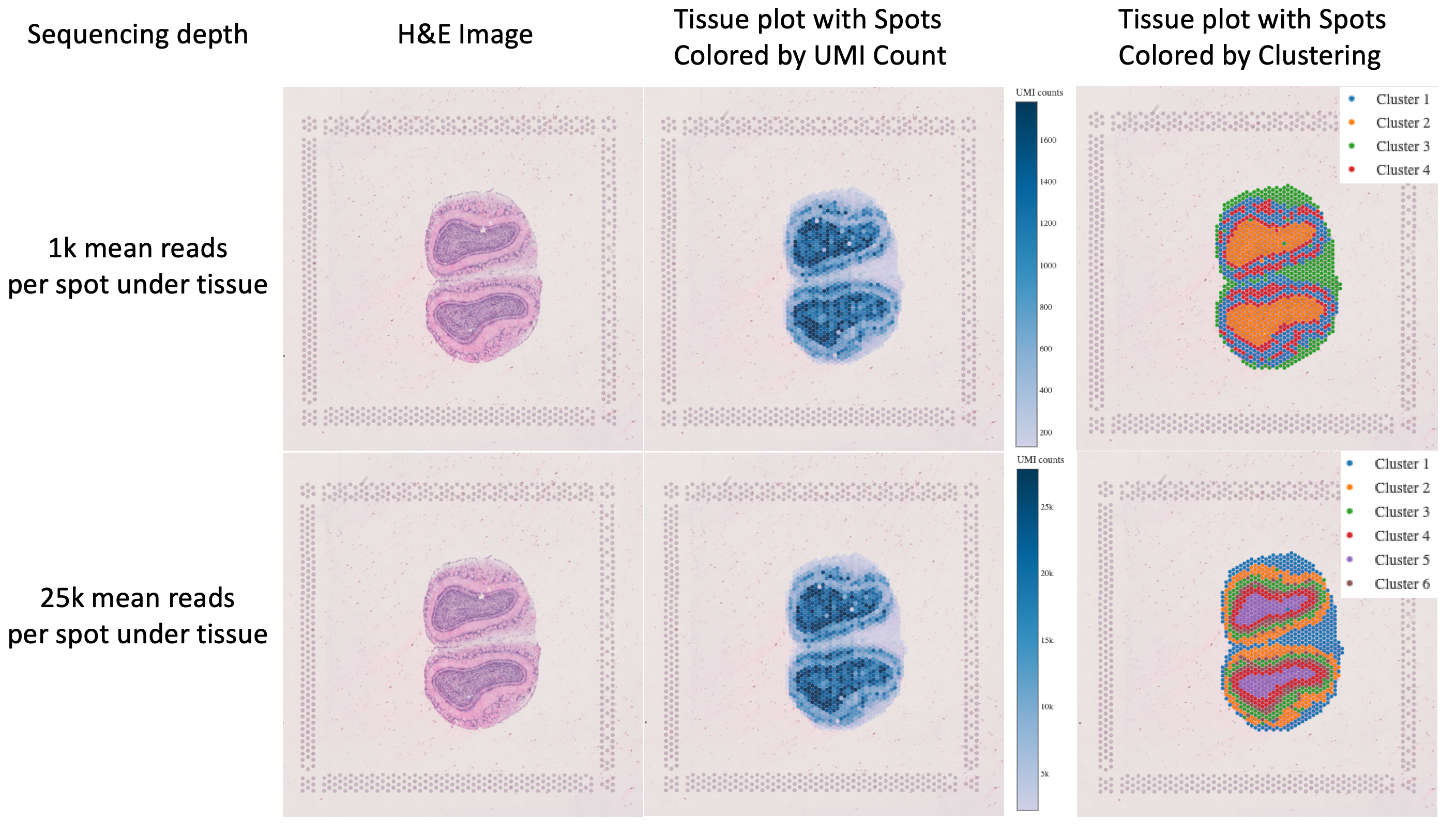 Can I perform shallow sequencing to assess the quality of Visium ...