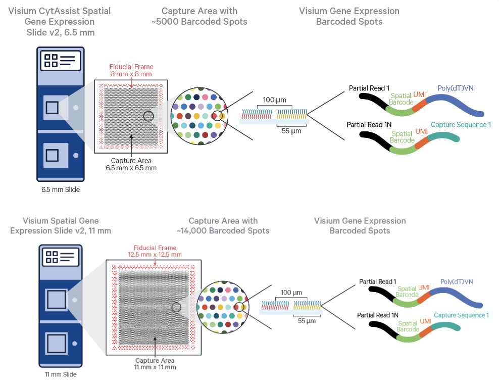 Are special Visium Slides required for profiling protein expression?