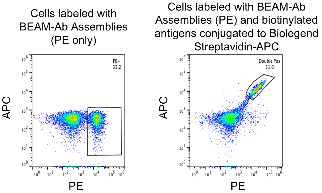 Can I use two fluorophores to identify antigen-positive cells in a BEAM ...