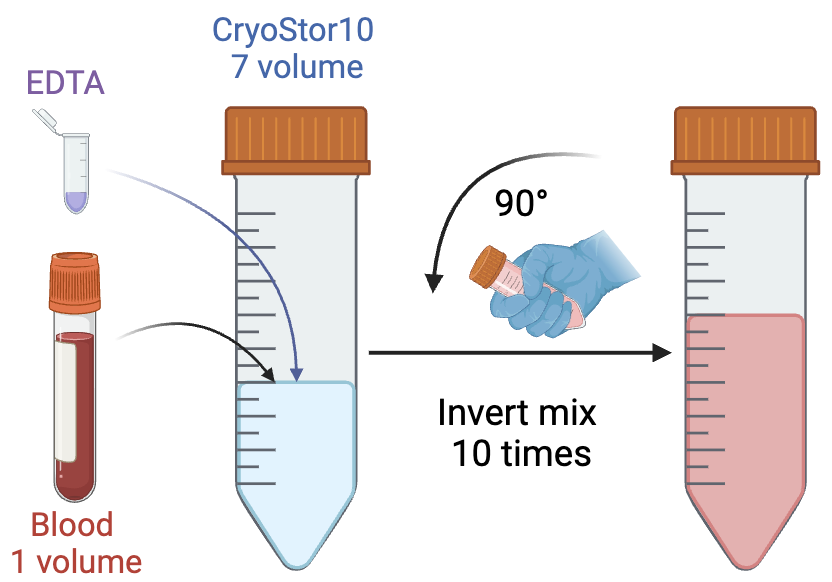Can PBMCs be cryopreserved in whole blood without isolation for 5 ...