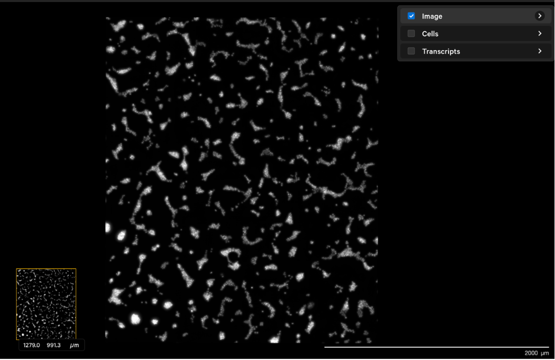 Can cells be adhered to Xenium slides to obtain gene expression data?