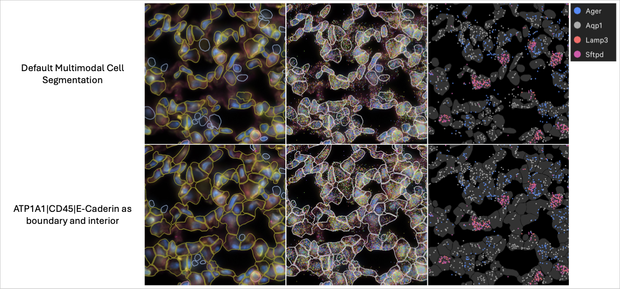 Boundary stain shows cell morphology better than the interior stain