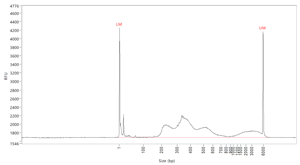 Why do I see an increased High Molecular Weight peak at 2000bp in the ...