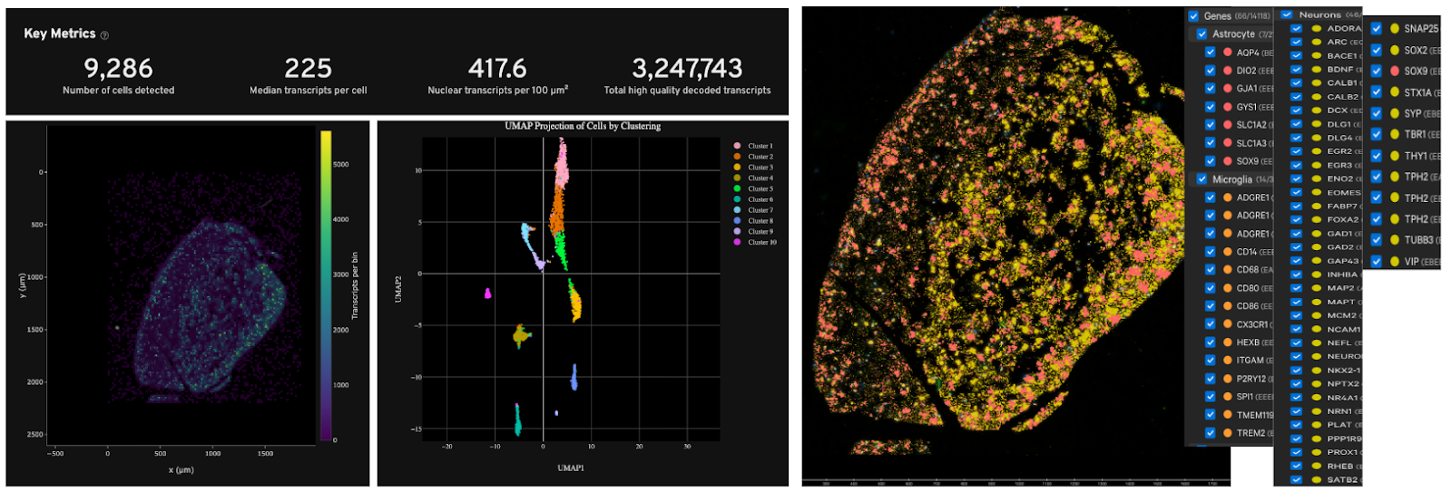 What should I consider when processing Human Brain on Xenium?