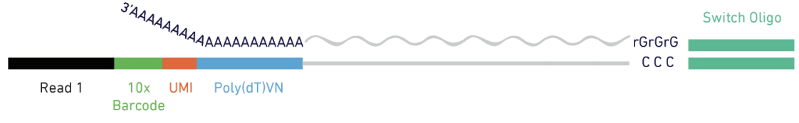 What is a template switch oligo (TSO)?