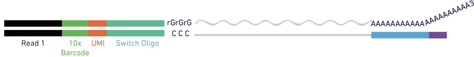 What is a template switch oligo (TSO)?