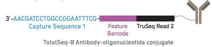 What is the difference between BioLegend’s TotalSeq A, B, and C antibodies?