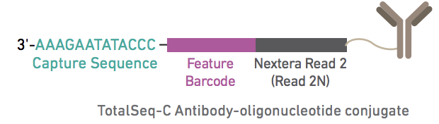 What is the difference between BioLegend’s TotalSeq A, B, and C antibodies?