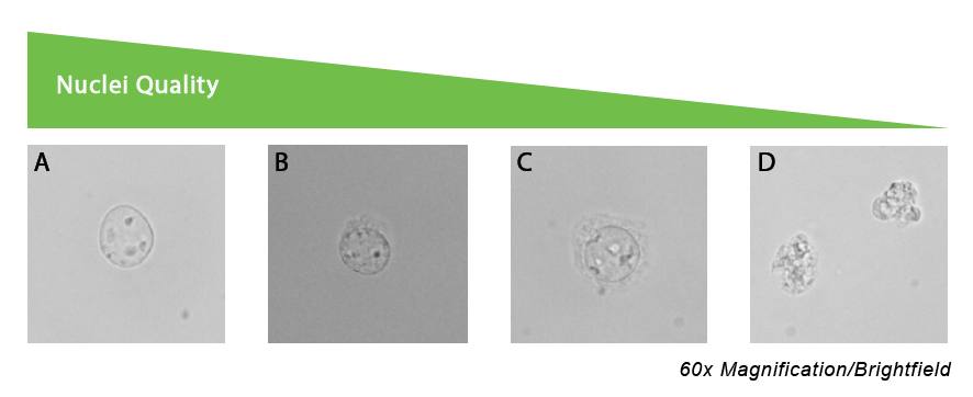 How Can I Assess The Quality Of My Nuclei For Single Cell Atac Or Single Cell Multiome Atac Gex