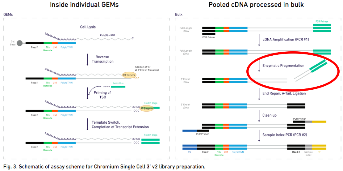 Why do reads for same UMI align to different locations across the ...
