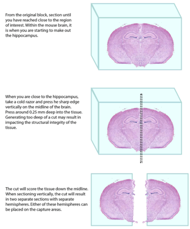How do I study a large tissue specimen (greater than 6.5 mm x 6.5 mm ...