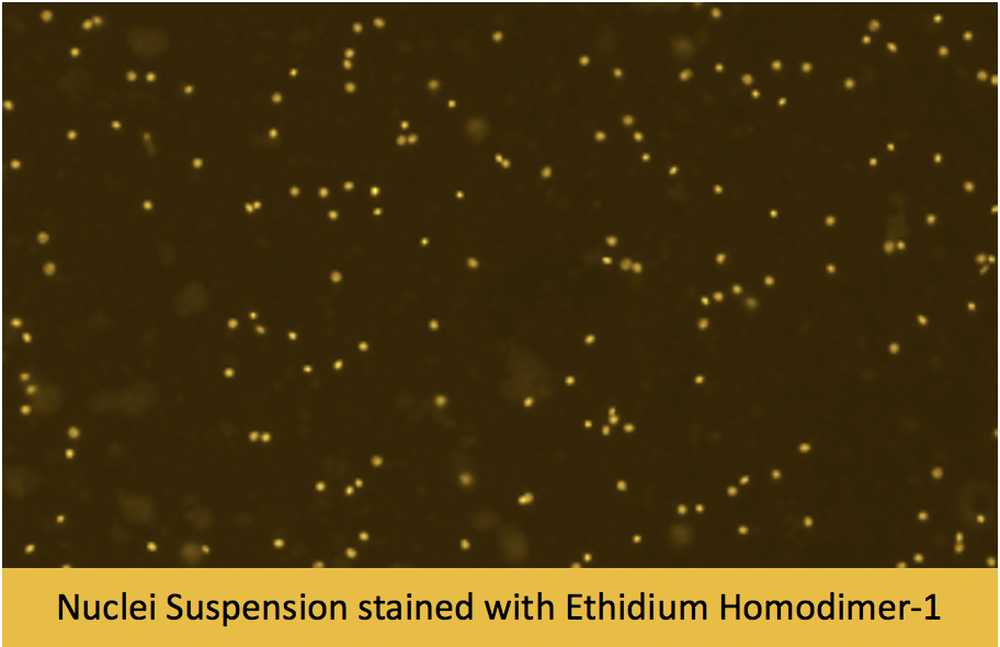 I'm having trouble accurately counting nuclei. What can I do?