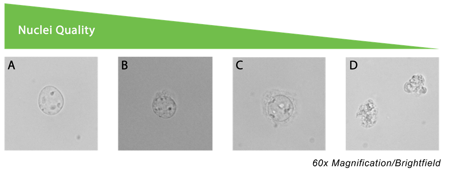 What are the best practices for working with nuclei samples for 3 ...
