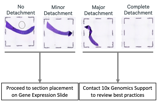 What is the purpose of the Tissue Adhesion Test and how should it be ...